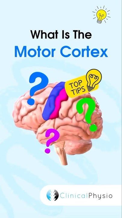 Motor Cortex #physicaltherapy #physiotherapy #anatomy #motorcortex #brain - YouTube