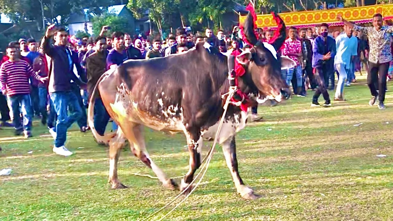 Cow race in Bangladesh || goru dor || cow fight#গরু #bigcow #cowlover # ...