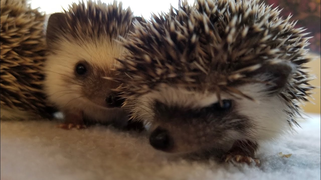 Sybil’s Hedgehog babies born August 1, 2022 - YouTube