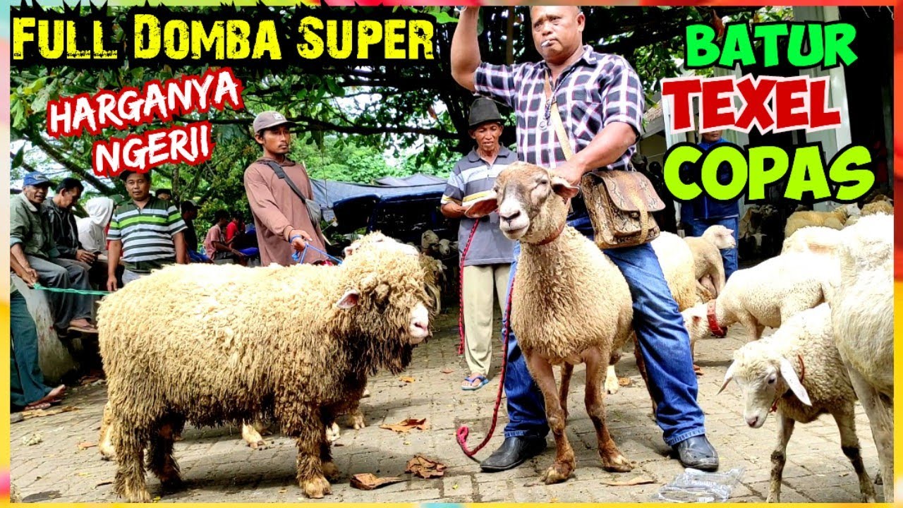 Full Harga Domba Super, Indukan Bunting, Babon Anak, Pejantan Batur ...