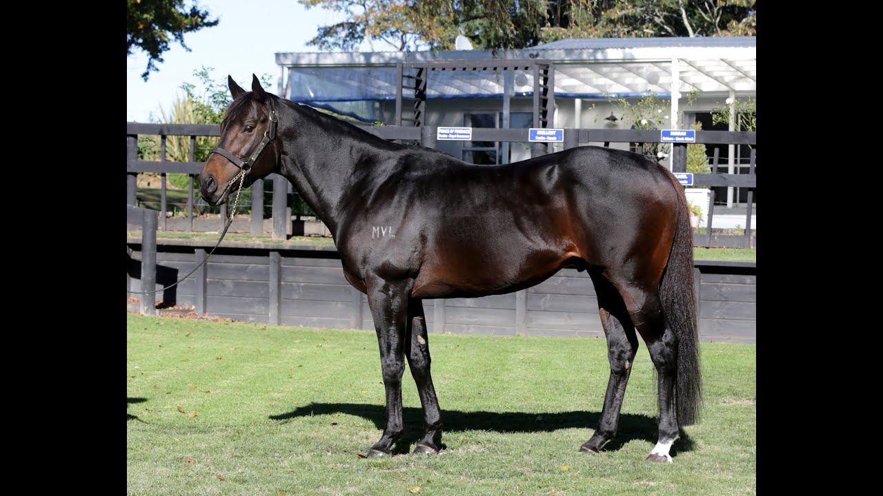 Rich Hill Stud - New Zealand's Champion Sire - PROISIR - YouTube
