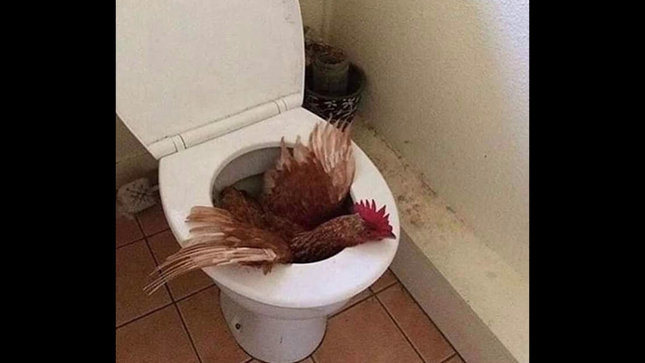 Toilets Youtube