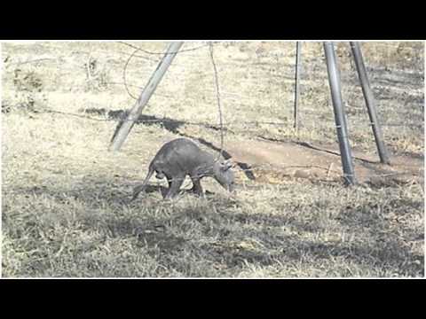 El Chupacabra Caught On Camera - YouTube