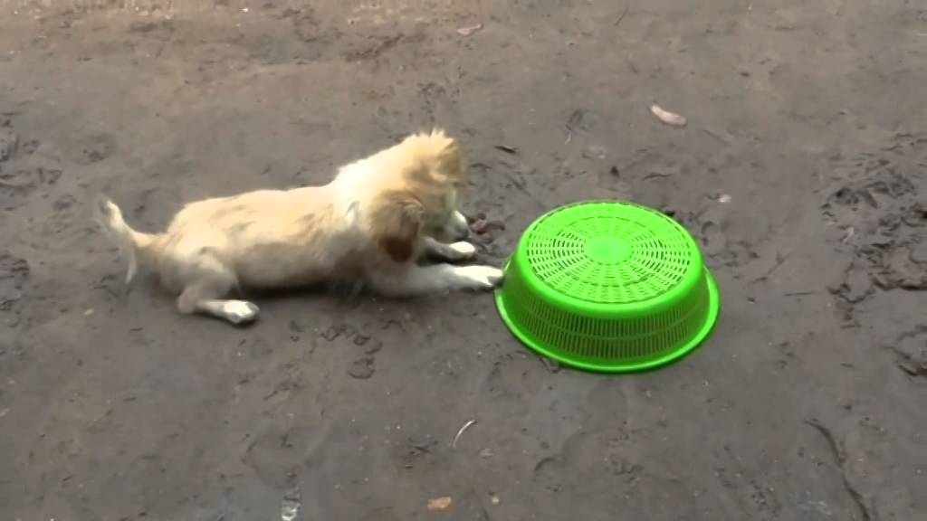 Increible lo que hace este perrito para rescatar un pollito - YouTube