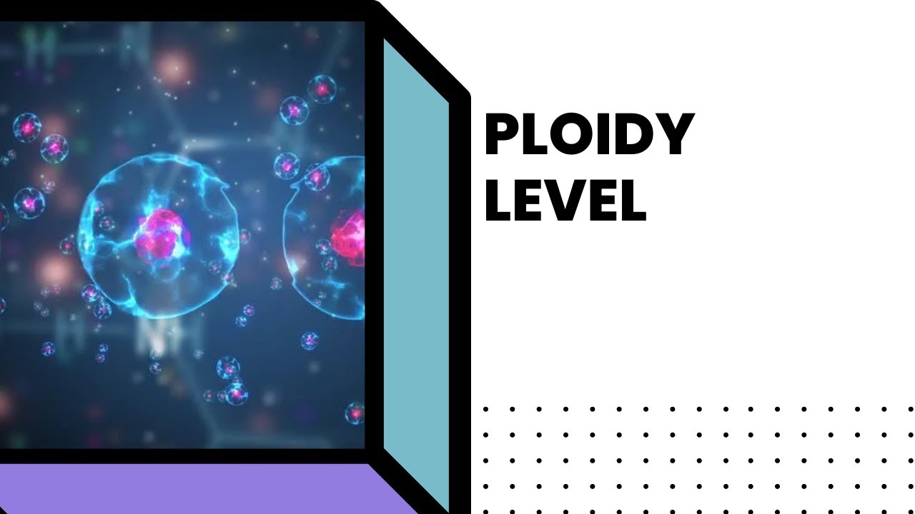 Understand the ploidy level with an analogy - YouTube