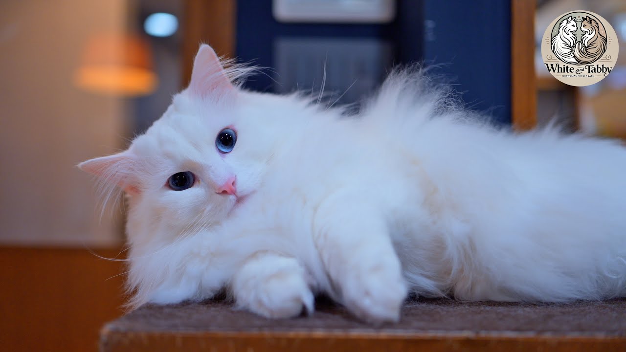 Afternoon Calm with Fluffy Cats- Gentle Moments Together | 2-year-old ...