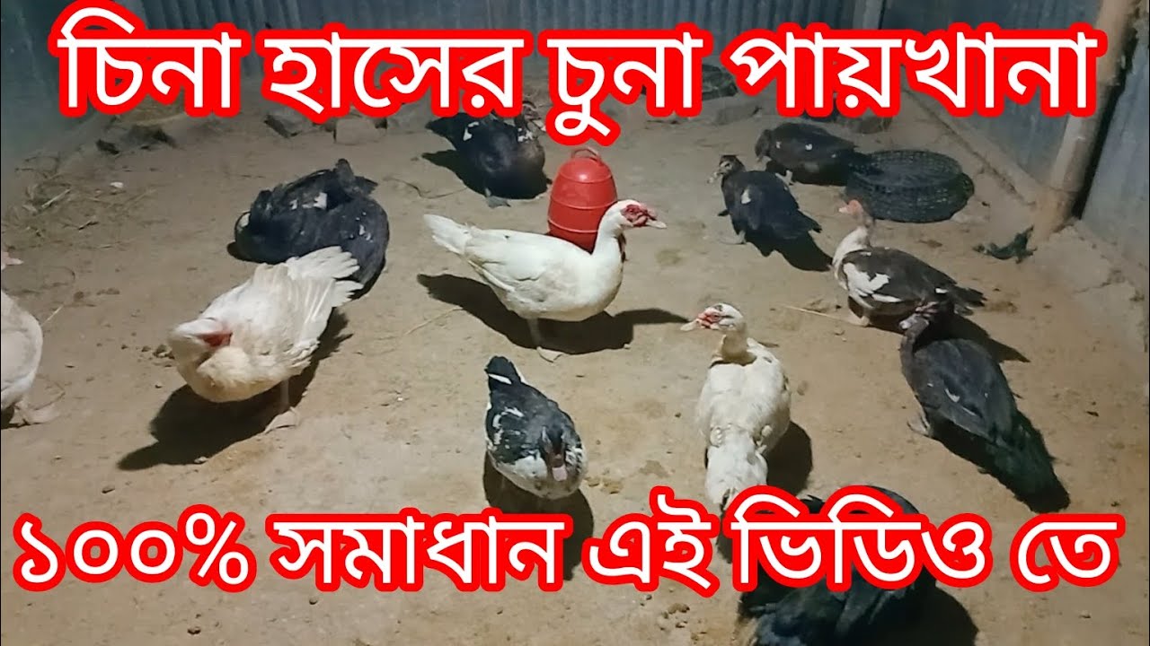 China Hasher Chuna Paykhana। চিনা হাসের চুনা পায়খানা হলে হাস মারা যায় ...