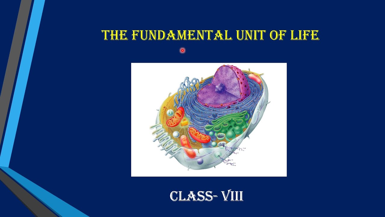 Cell Structural And Functional Unit Of Life Class 8 Science cell-structural-and-functional-unit-of-life-class-8-science
