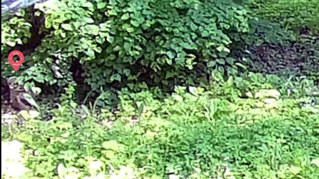 Kassikakk::Eagle Owl~Owlet is sitting under the bush came out~9:22 am ...
