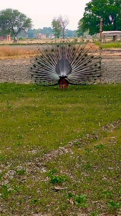 Peacock Scared 😱see Last Steps Youtube