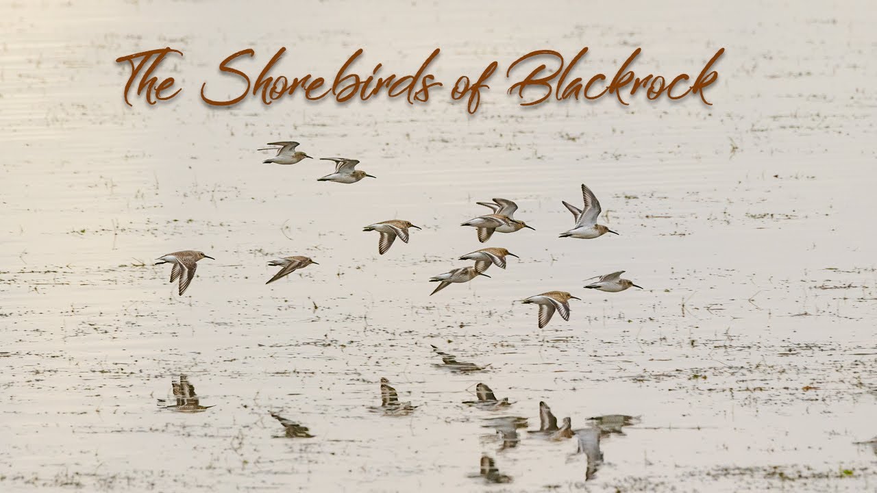 The Shorebirds of Blackrock Fall Migration 2022 - YouTube
