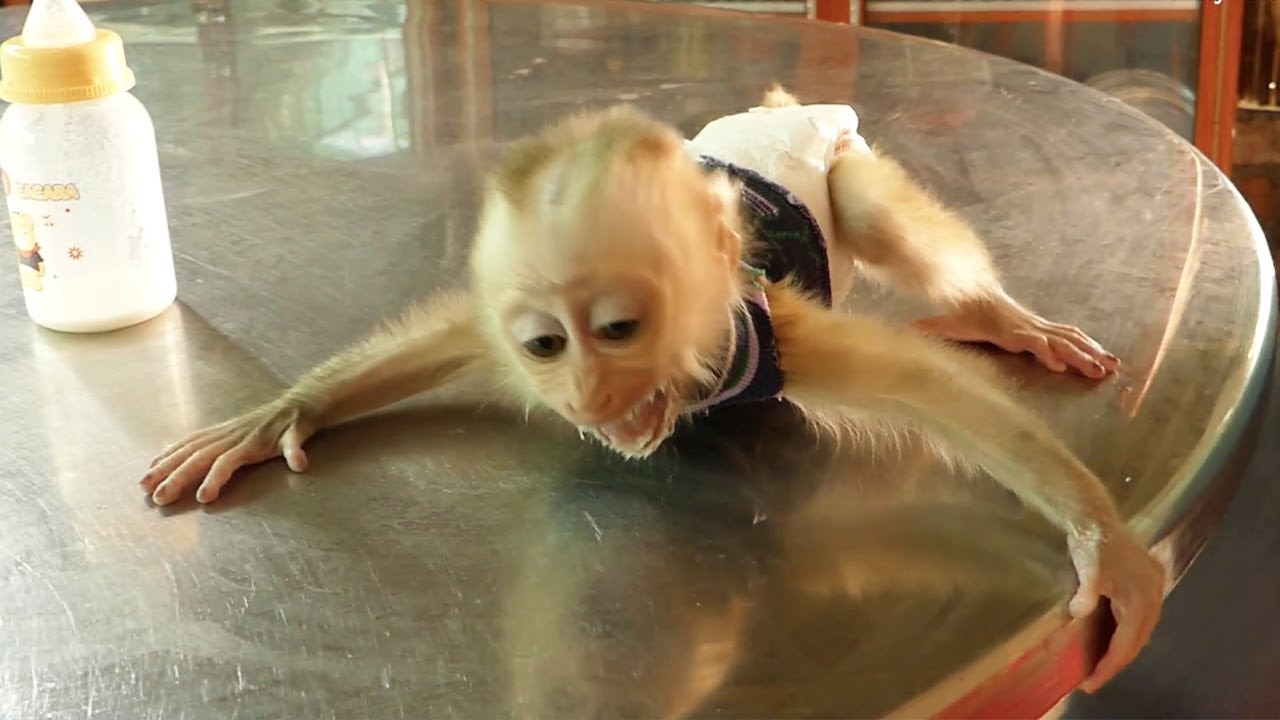 Oh Very Sad!! Baby Moly Cry Hug Table Not Want Go Far From Him | Moly ...