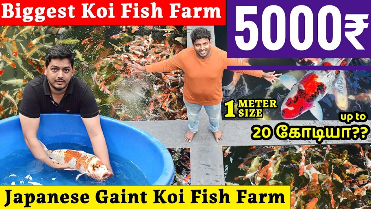 Exploring the Japanese Koi Fish Farm in Chennai | Giant Size Koi Fishes ...