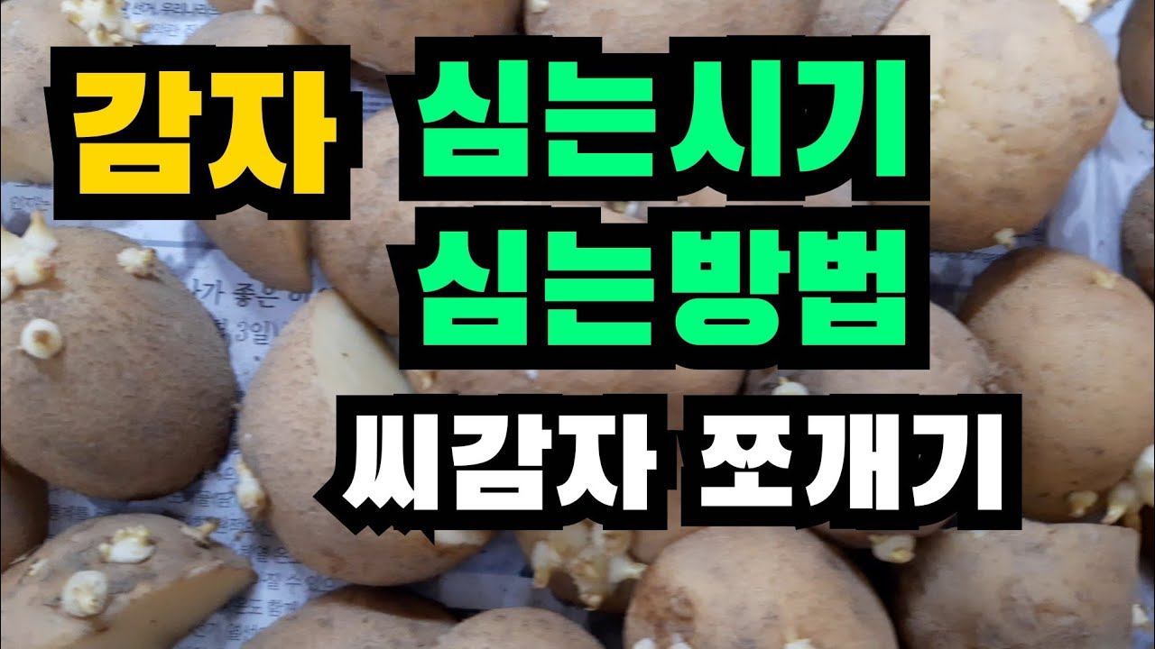 감자심는시기 감자심는방법 씨감자 자르기 씨감자 만들기 감자심는시기와방법 감자심기방법 감자심기시기 씨감자 심기