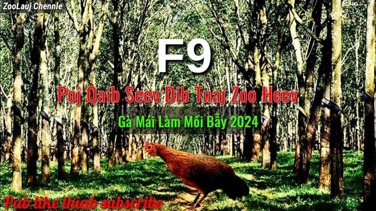 Poj Qaib Seev Zoo Heev "Gà Mái" - YouTube