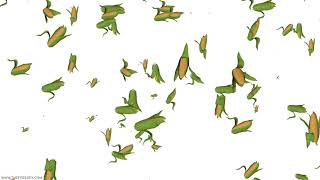 Sweet corn falling particle against white background
