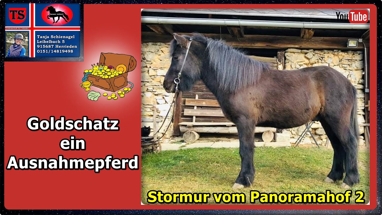 Islandpferd, Isländer, Tölt, Gelände, Freizeit, Wallach, Stormur vom ...
