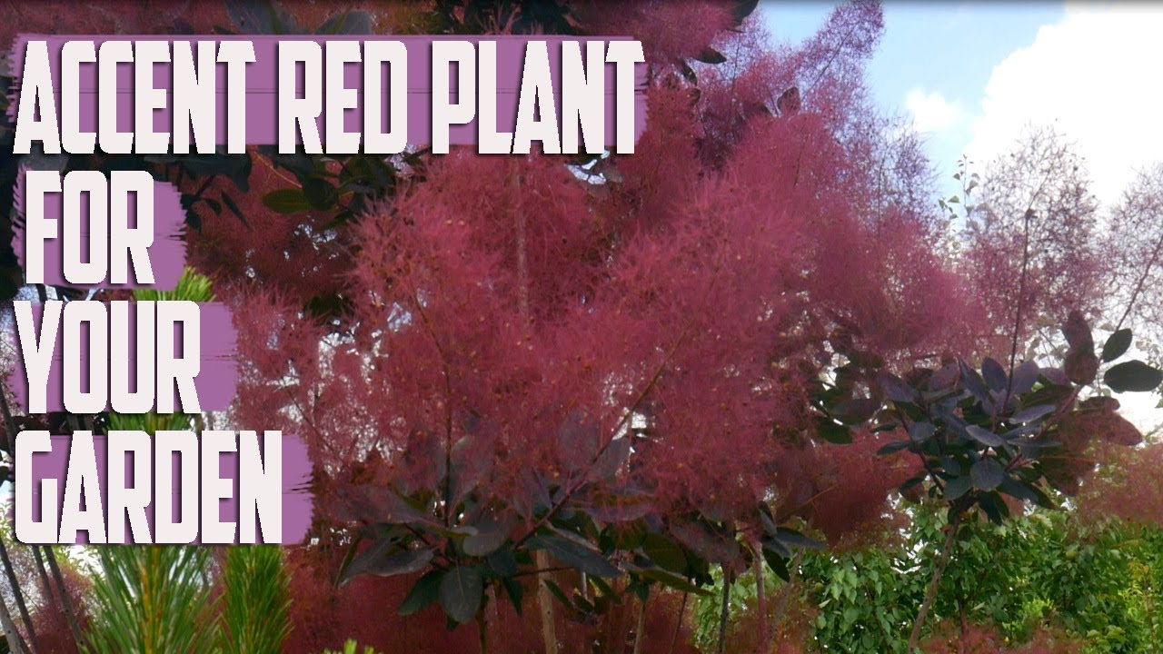 Must Have Accent Plant For Garden - Fantasy Red Plant - Best Outdoor ...