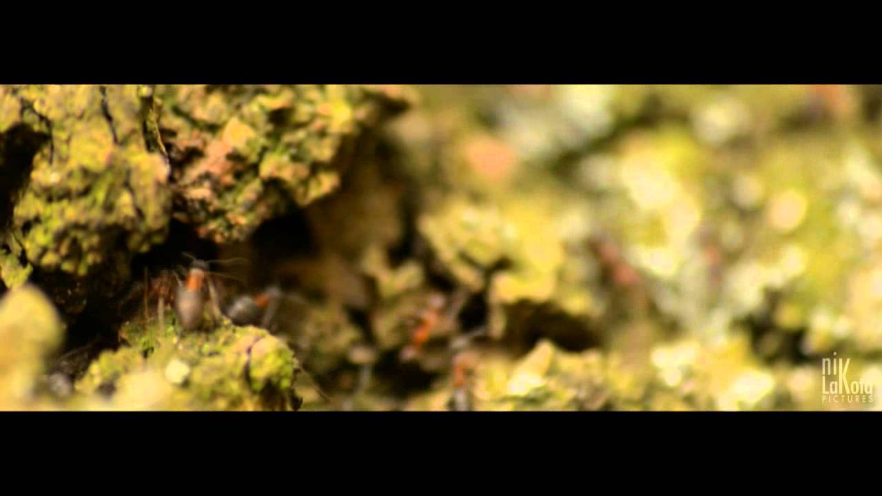 Forest Ants - Video Sample AmazonBasics 67-inch Video Fluid head Camera ...