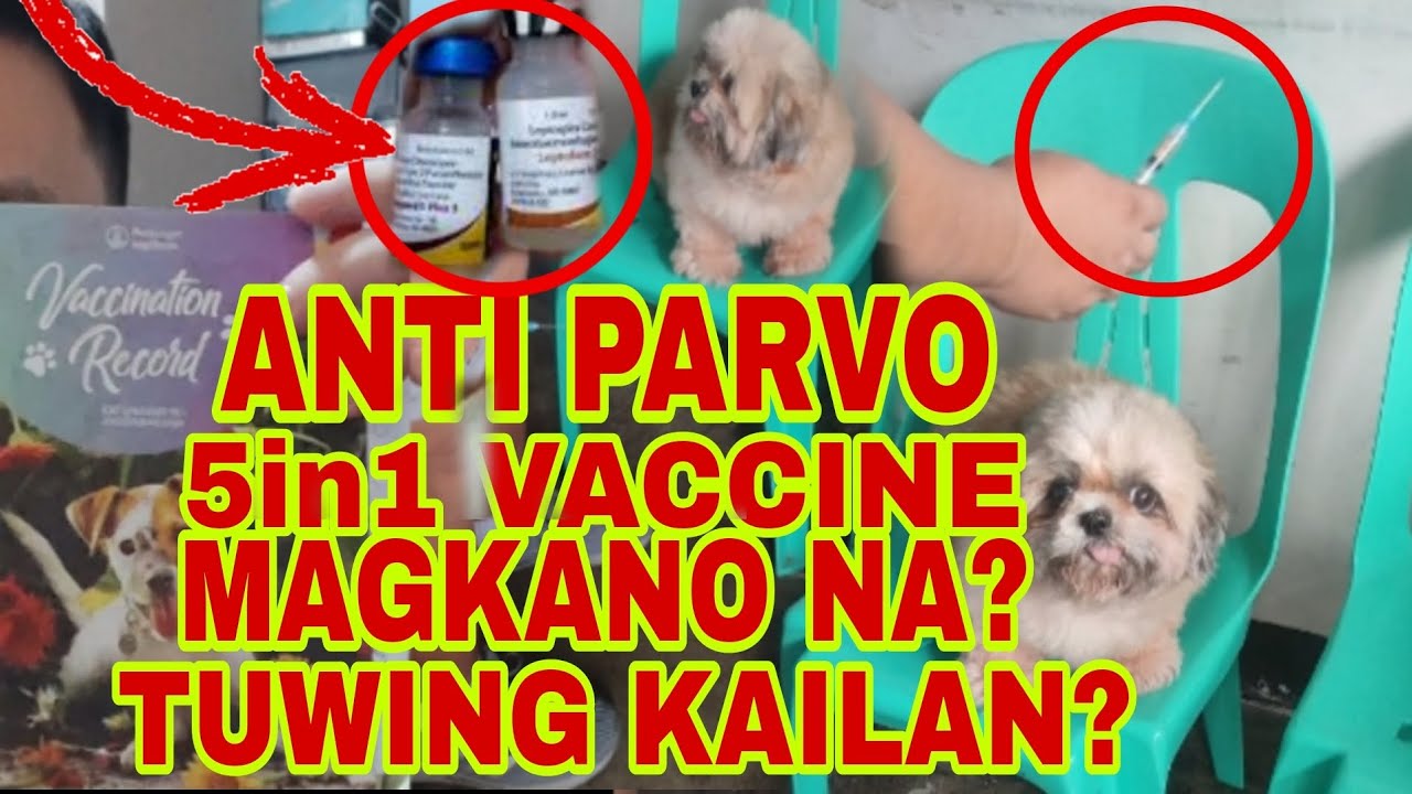 ANTI PARVO or 5 in 1 VACCINE TUWING KAILAN ? MAGKANO NA BA? #dog #pets ...