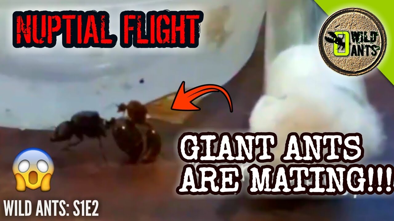 ASIAN MARAUDER ANTS' (Carebara diversa) NUPTIAL FLIGHT | WildAnts:S1E2 ...
