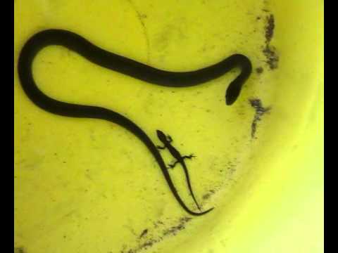 Baby Brown snake an' penny lizard. - YouTube