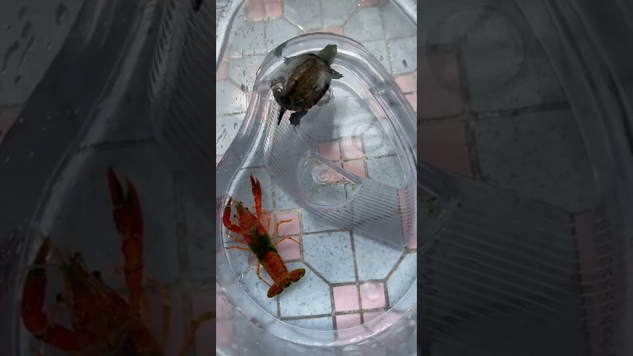 Tortoise and swamp crayfish 龜龜與小龍蝦 - YouTube