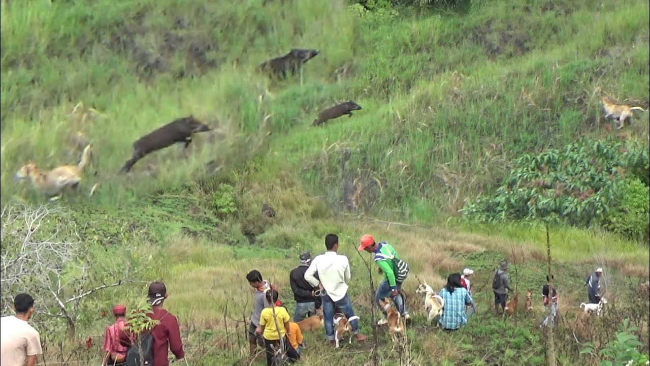 KELUARNYA HAMA BABI PENGHUNI LERENG BUKIT. PEMBURU HISTERIS || BURU ...
