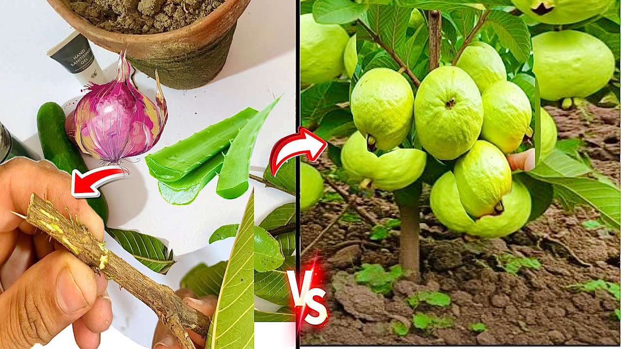 How to grow guava trees from guava cutting -With 100%100- Success ...