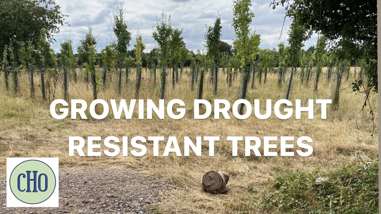 Growing Drought Resistant Trees - YouTube