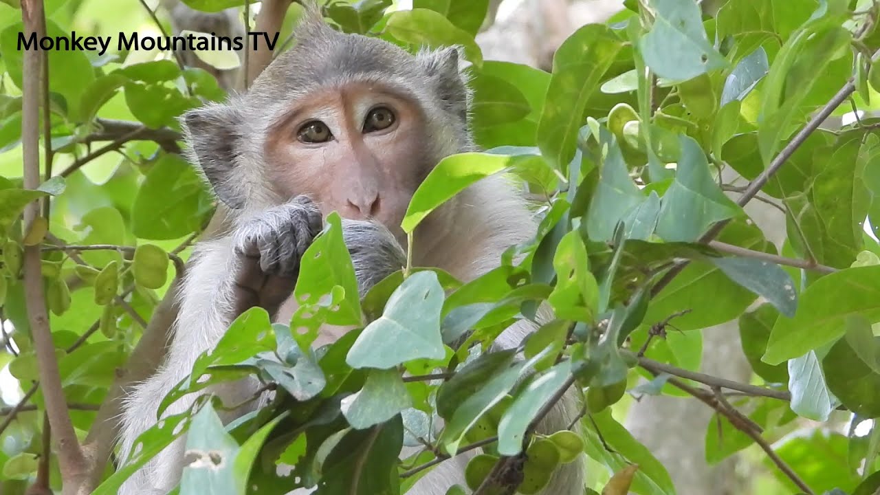 How the monkey lives - Let's find out how monkey life works - YouTube