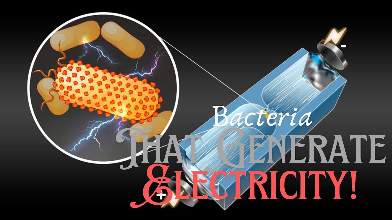 What Are Electric Bacteria? Exploring Nature's Tiny Powerhouses That ...
