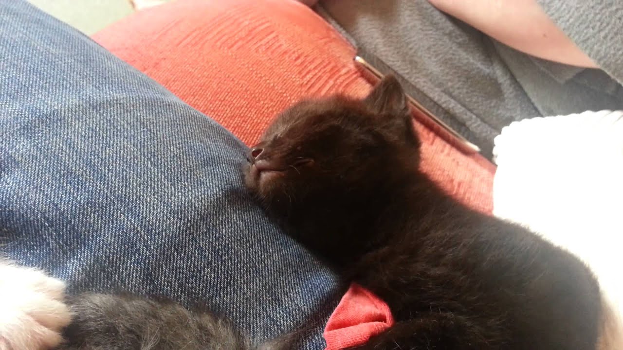 A Dead Kitten For Real 2014 - YouTube