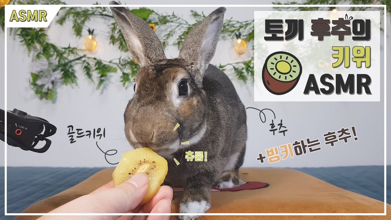 [Bunny ASMR] 토끼 후추의 키위 먹방 ASMR / Rabbit eating sound with Kiwi - YouTube