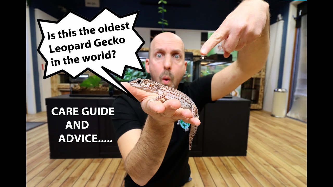 Is this the oldest Leopard Gecko in the world? - YouTube