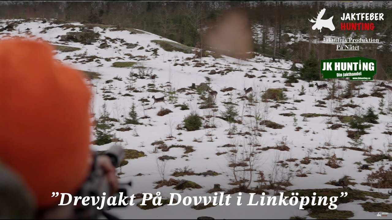 "Drevjakt På Dovvilt I Linköping" (Följ med Jaktfeber ut på jakt med ...