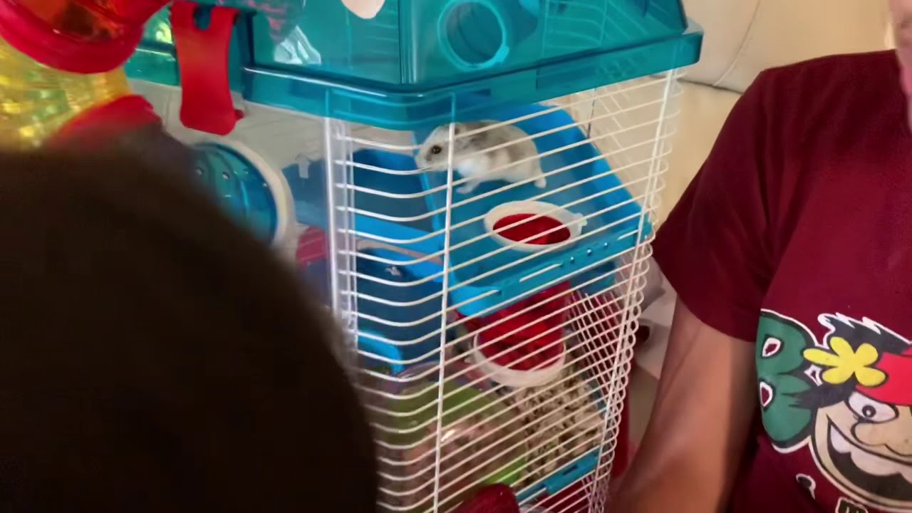 Welcome Home A Cute Animal Pet Hamster Get To Know Her and Play House ...