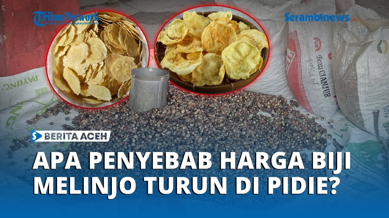 Apa Penyebab Harga Tampung Biji Melinjo di Pidie Turun? - YouTube