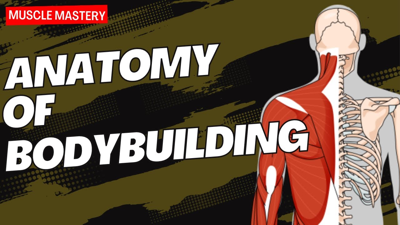Muscle Mastery: The Anatomy of Bodybuilding - YouTube