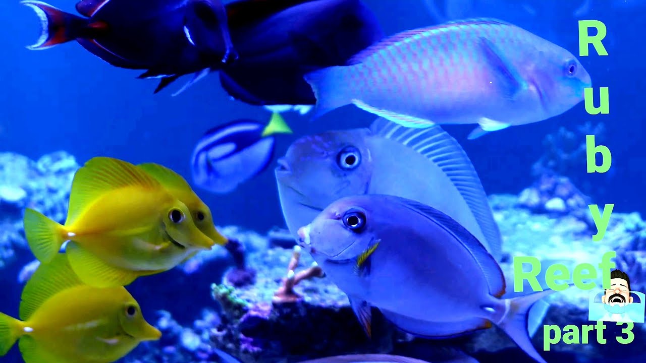 More of Ruby Reef Kick-Ich/Rally Pro Treatment - Part 3 - YouTube