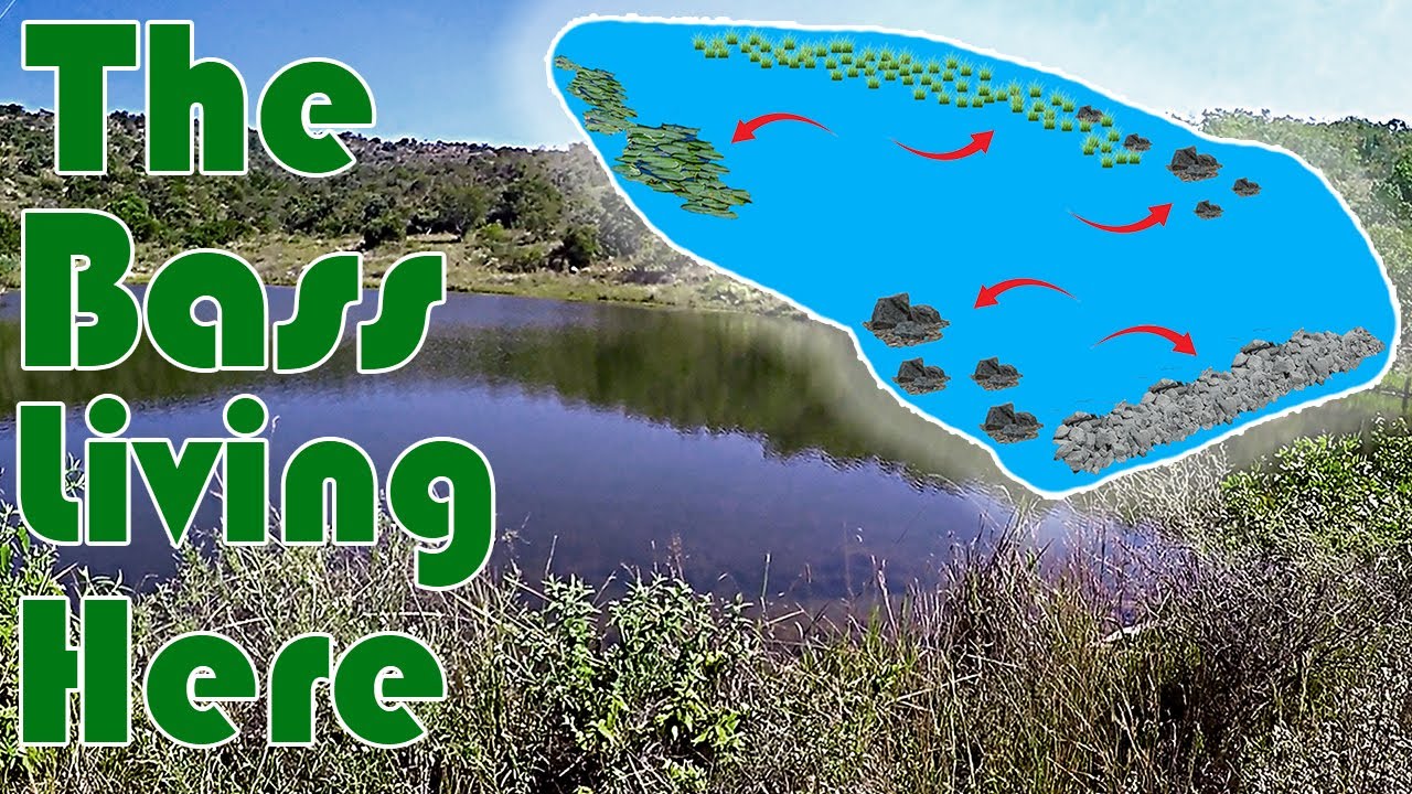 Best Way To Find BIG Largemouth Bass In Ponds. - YouTube