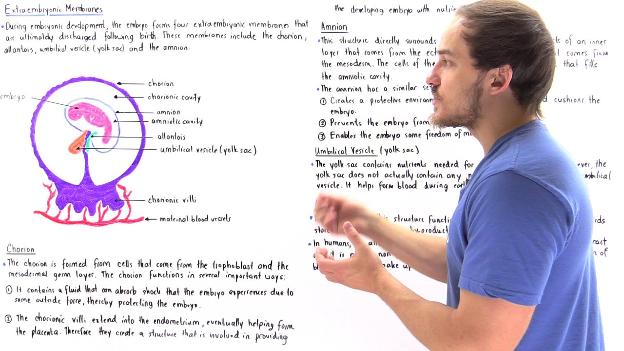 Extraembryonic Membranes - YouTube