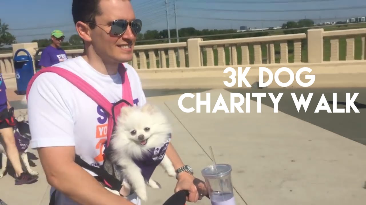 Puppy 5k Walk - STRUT YOUR MUTT - YouTube