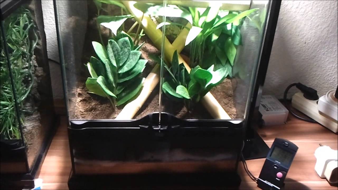 Electric blue gecko - YouTube