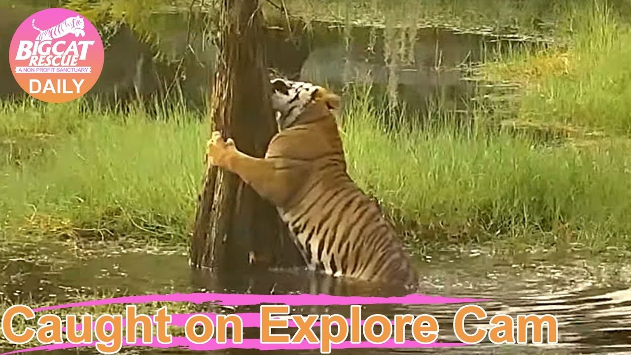 Shred and splash. Kimba tiger at Big Cat Rescue. - YouTube