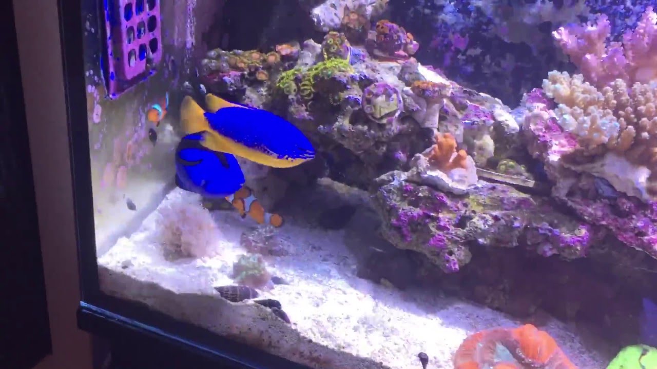 Fiji blue damselfish large - YouTube