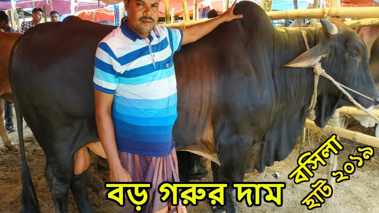 বসিলা গরুর হাট ২০১৯,বড় গরুর দাম জানুন? Bosila gorur haat,Eid ul azha ...