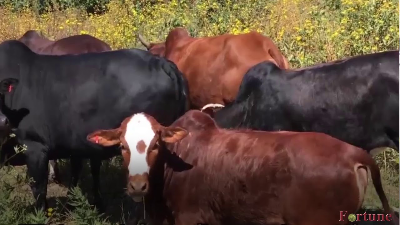 #Ethiopia Introduces PPP Scheme for Animal #Quarantine - YouTube