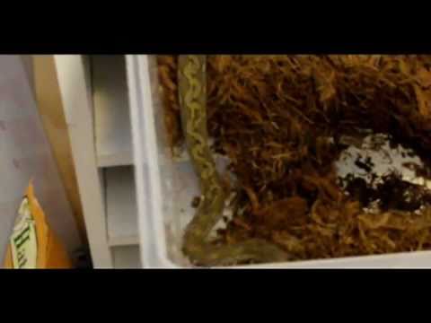 Dwarf Series-Super Dwarf Retic - YouTube