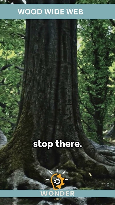 How Trees Secretly Talk to Each Other in the Forest.#006 - YouTube